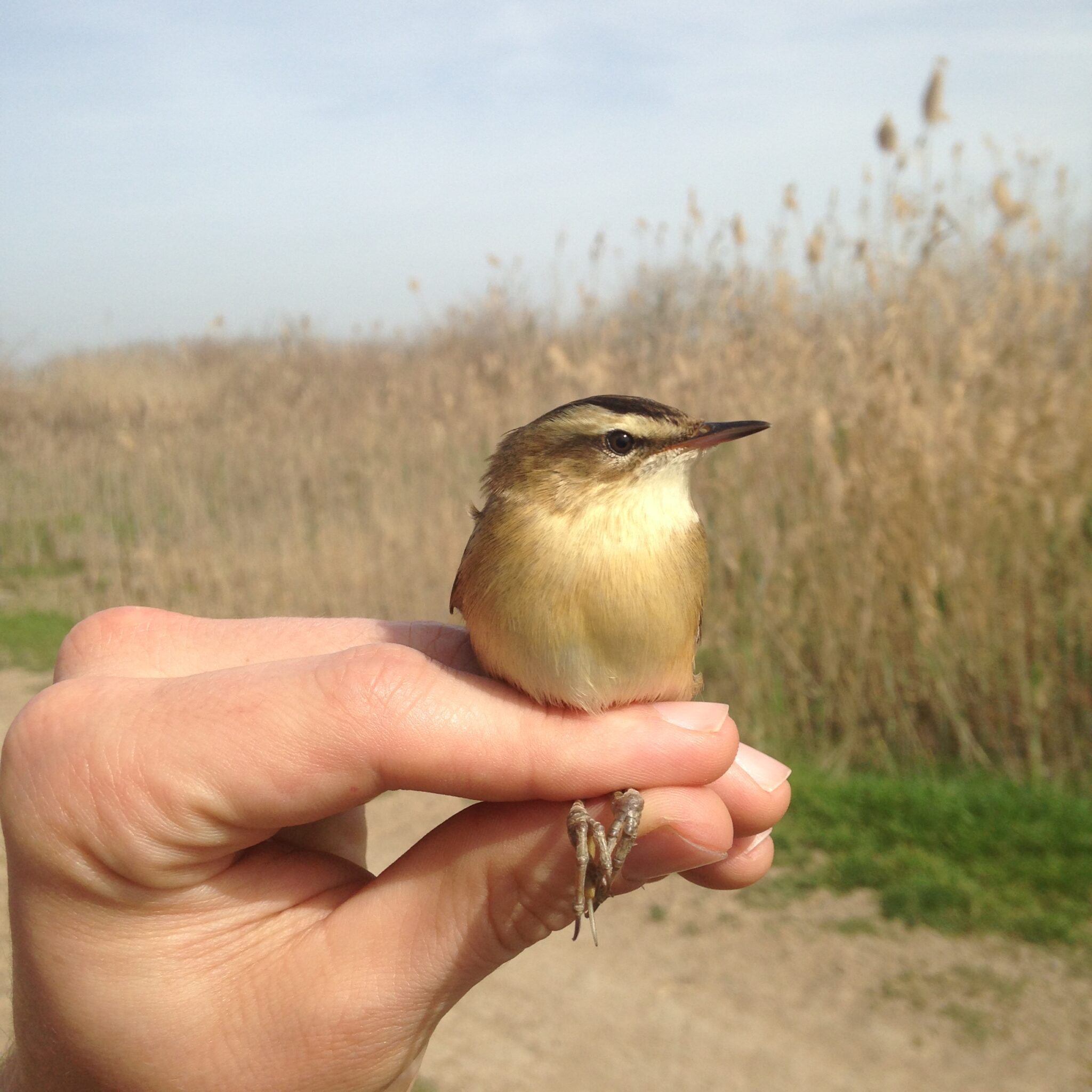 How to use field marks for birdwatching | Gulo in Nature