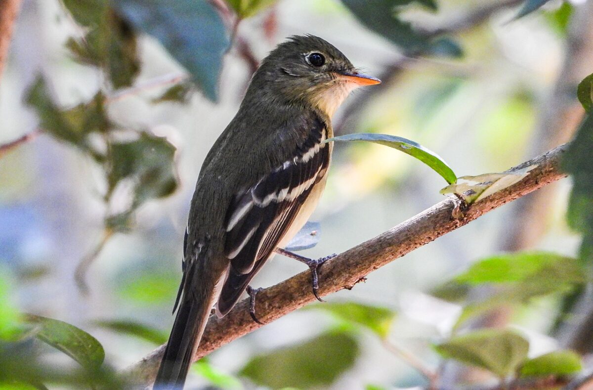 How to use field marks for birdwatching | Gulo in Nature