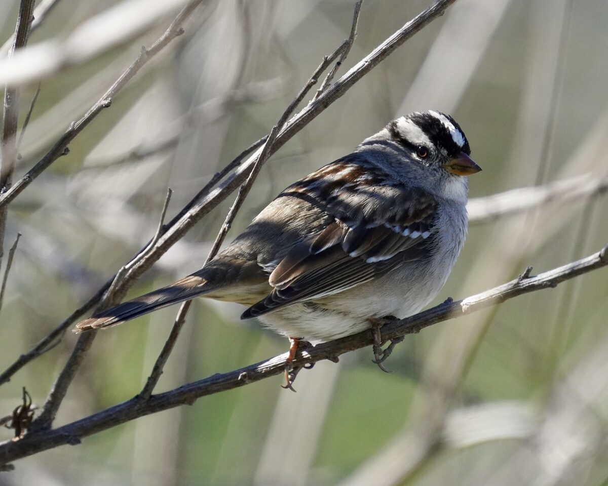 How to use field marks for birdwatching | Gulo in Nature