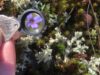 How to use a magnifying glass | Gulo in Nature