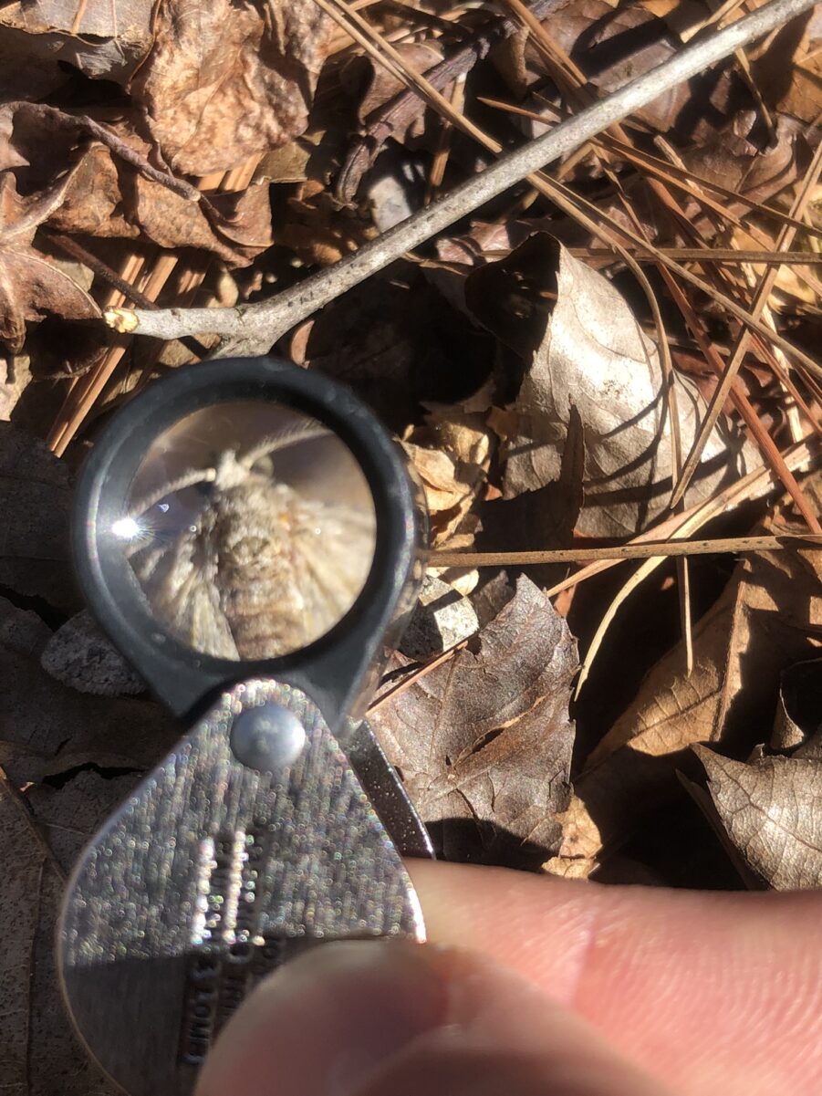How to use a magnifying glass | Gulo in Nature