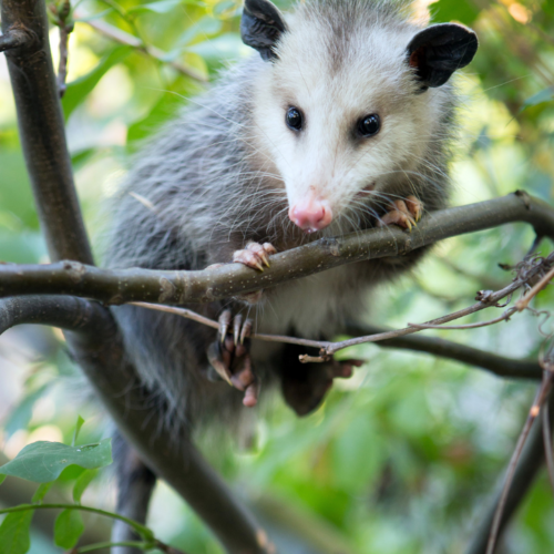 All about the Opossum | Gulo in Nature