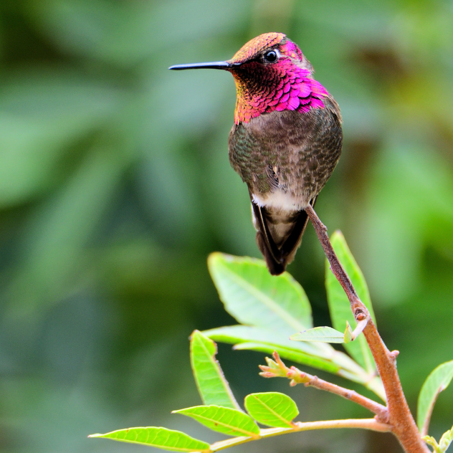 How can I attract hummingbirds to my yard? | Gulo in Nature