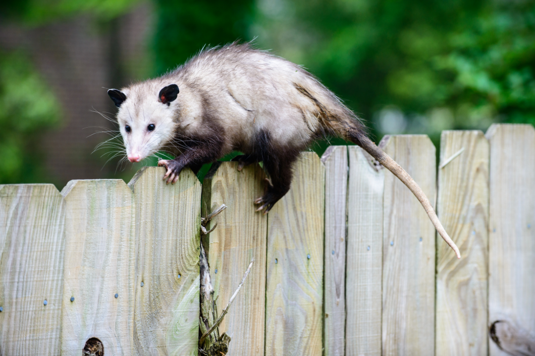 All about the Opossum | Gulo in Nature