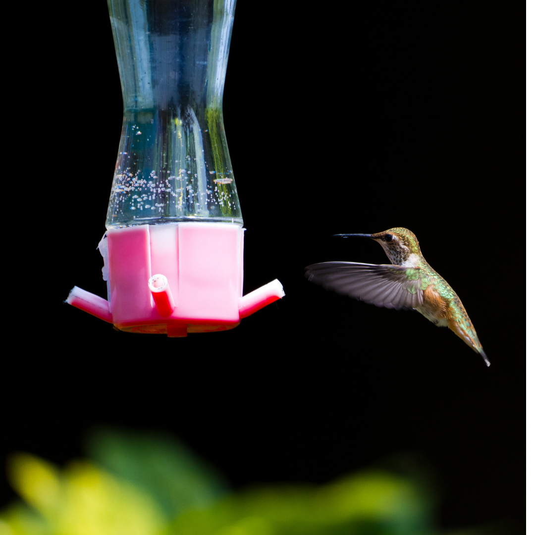 How can I attract hummingbirds to my yard? | Gulo in Nature