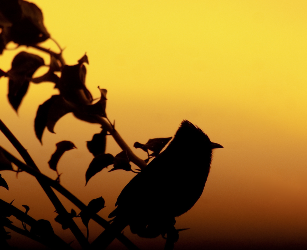 Why do birds sing in the morning? | Gulo in Nature