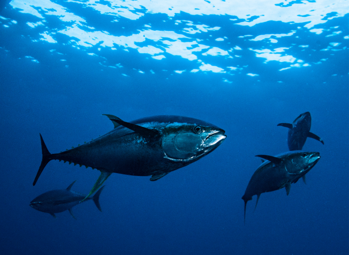 What is a food web? | Gulo in Nature