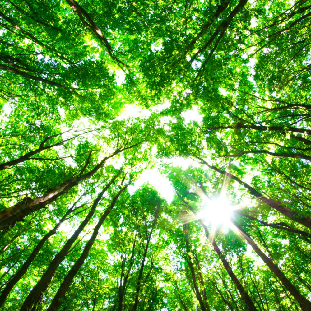Why do we need forests? | Gulo in Nature
