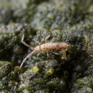 What are springtails? | Gulo in Nature