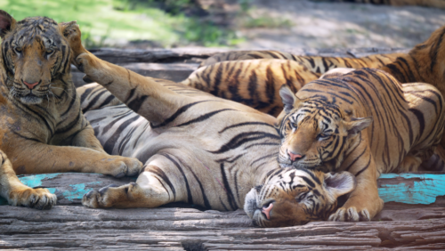 18 awesome facts about tigers | Gulo in Nature