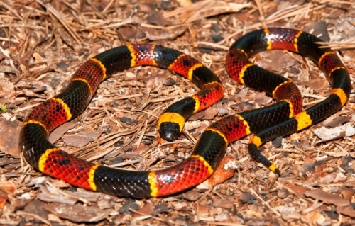 What is aposematic coloration? | Gulo in Nature