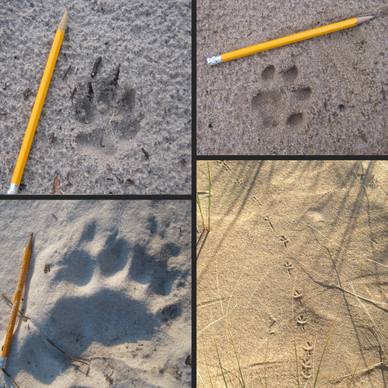 10 signs of wildlife to look for in nature | Gulo in Nature