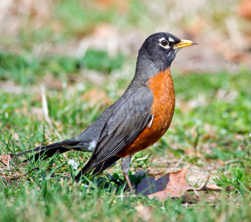 12 common backyard birds in the Eastern US | Gulo in Nature