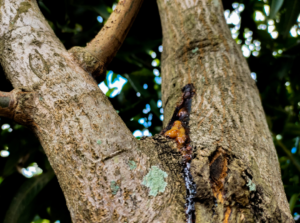 Why do trees produce sap? | Gulo in Nature