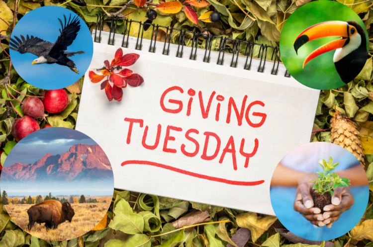 Green non-profits to support on Giving Tuesday | Gulo in Nature
