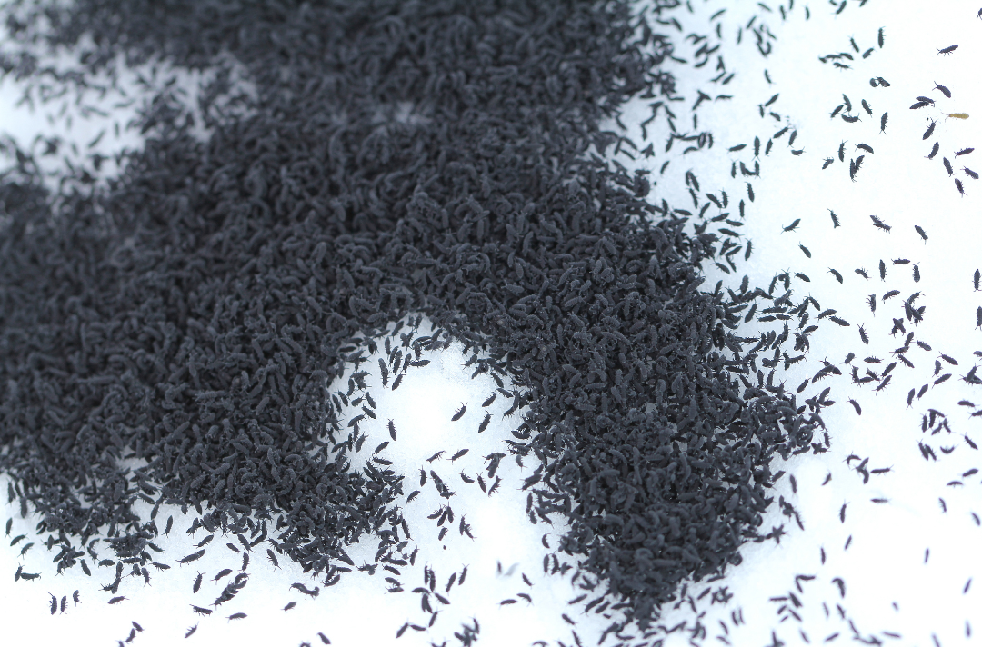 5 mind-blowing bugs that are active in winter | Gulo in Nature