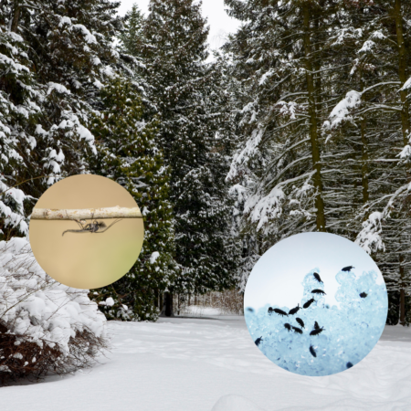 5 mind-blowing bugs that are active in winter | Gulo in Nature