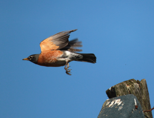 Are Robins Really a Sign of Spring? | Gulo in Nature
