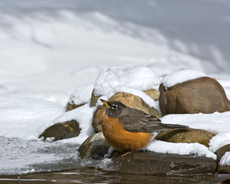 Are Robins Really a Sign of Spring? | Gulo in Nature