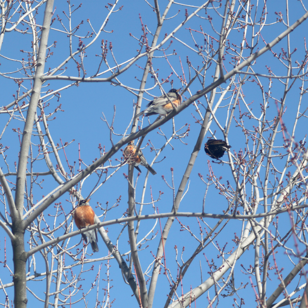 Are Robins Really a Sign of Spring? | Gulo in Nature