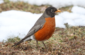 Are Robins Really a Sign of Spring? | Gulo in Nature