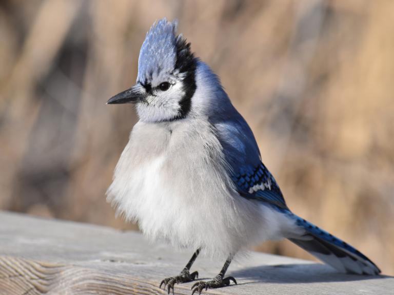 10 wild facts about Blue jays | Gulo in Nature