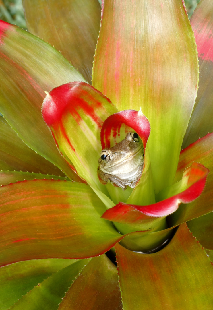What are epiphytes? | Gulo in Nature
