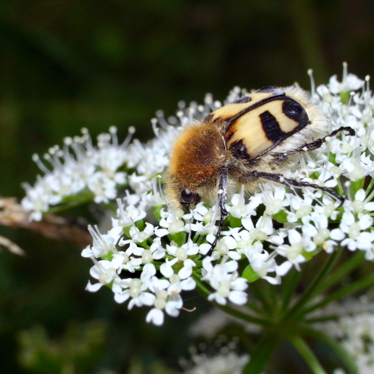 What is Batesian mimicry? | Gulo in Nature