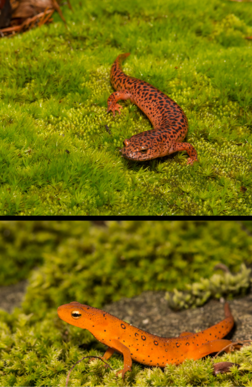 What is Batesian mimicry? | Gulo in Nature