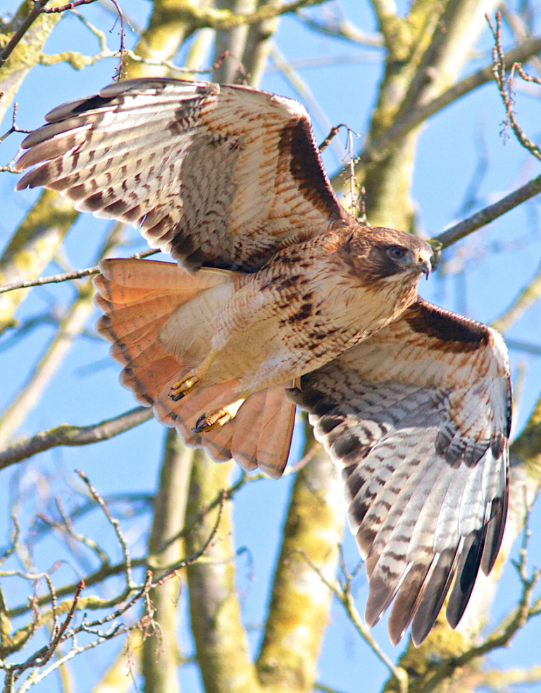 The 12 most common bird calls in movies and TV | Gulo in Nature
