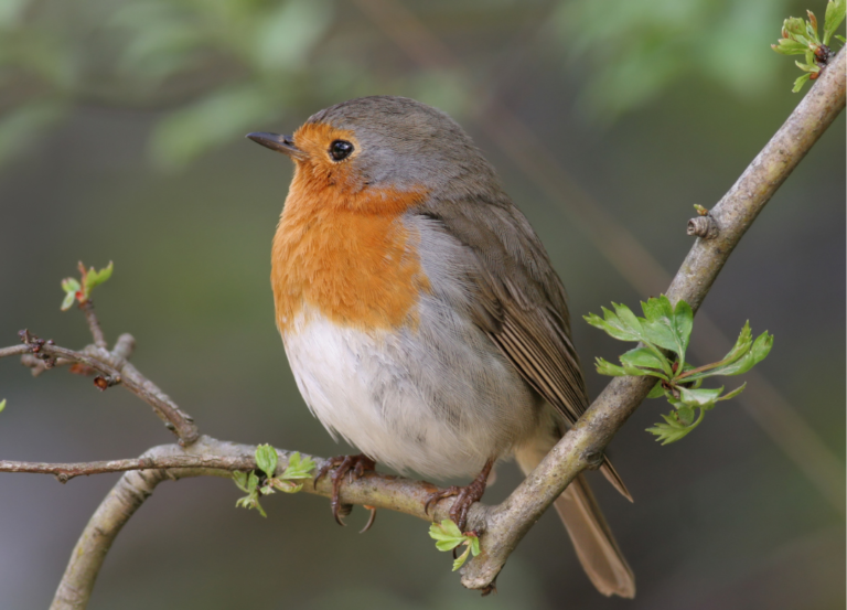 The 12 most common bird calls in movies and TV | Gulo in Nature