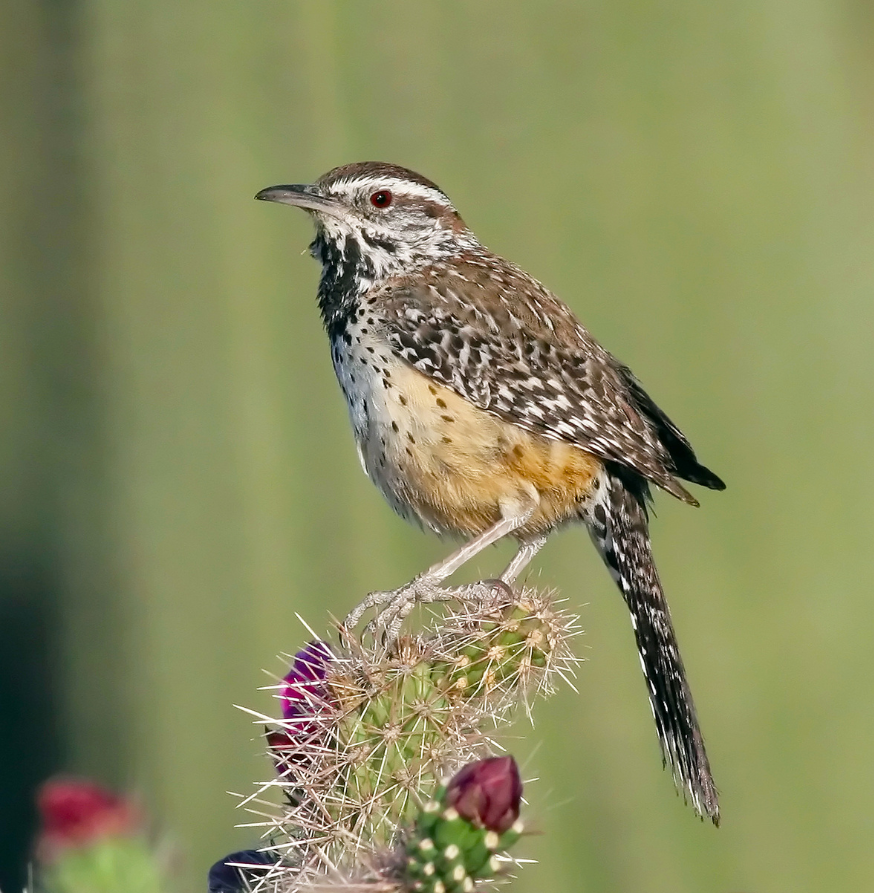 The 12 most common bird calls in movies and TV | Gulo in Nature