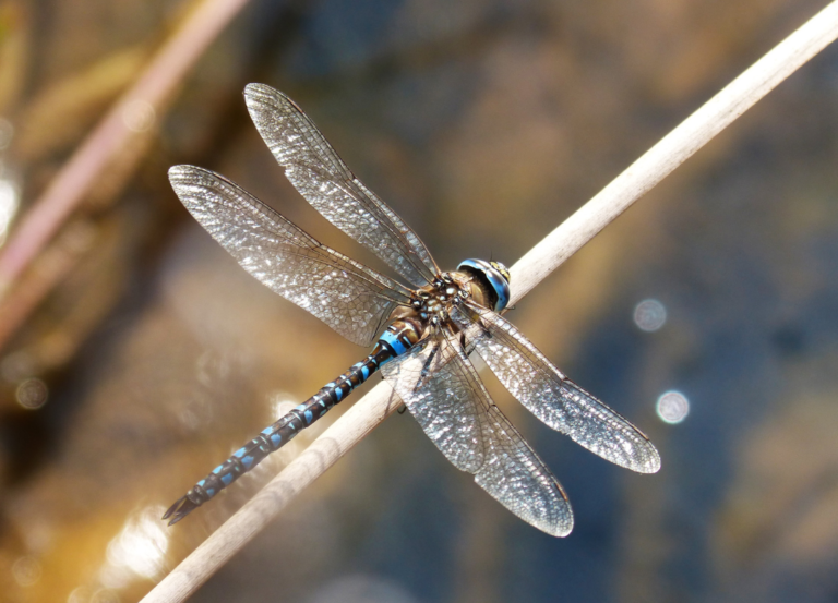 15 amazing facts about Dragonflies | Gulo in Nature