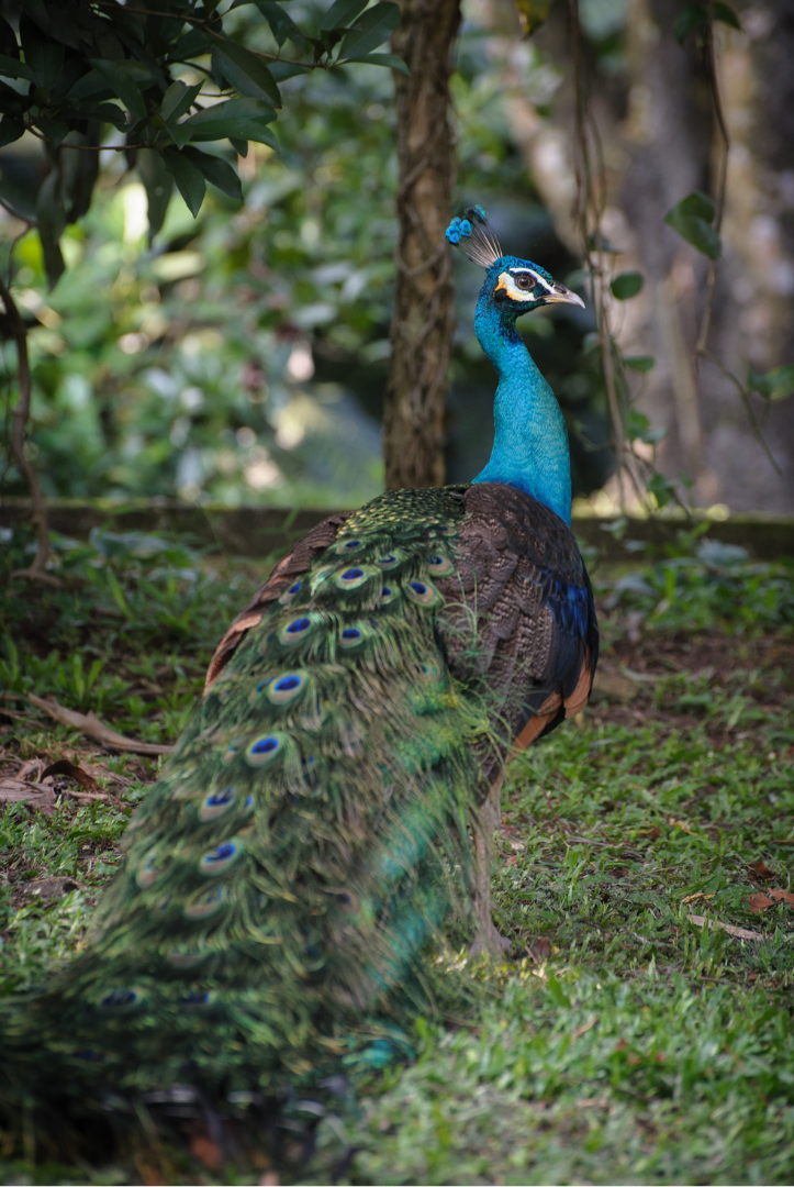 The 12 most common bird calls in movies and TV | Gulo in Nature