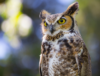 The 12 most common bird calls in movies and TV | Gulo in Nature