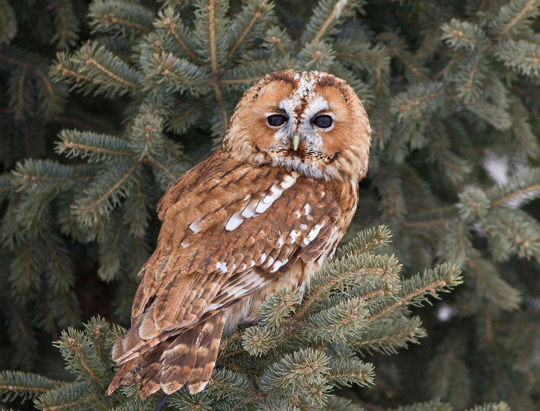 The 12 most common bird calls in movies and TV | Gulo in Nature