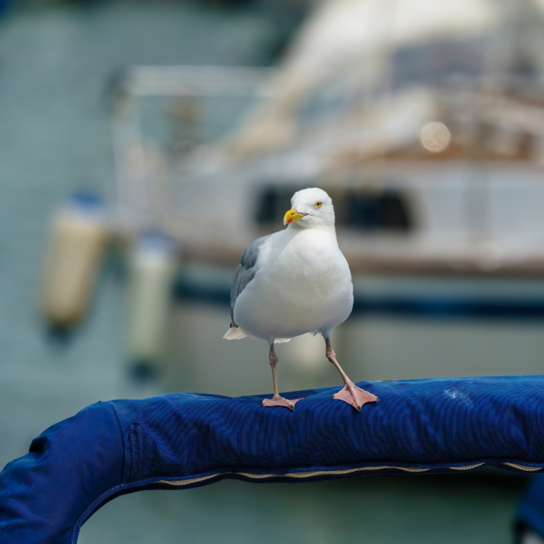 The 12 most common bird calls in movies and TV | Gulo in Nature