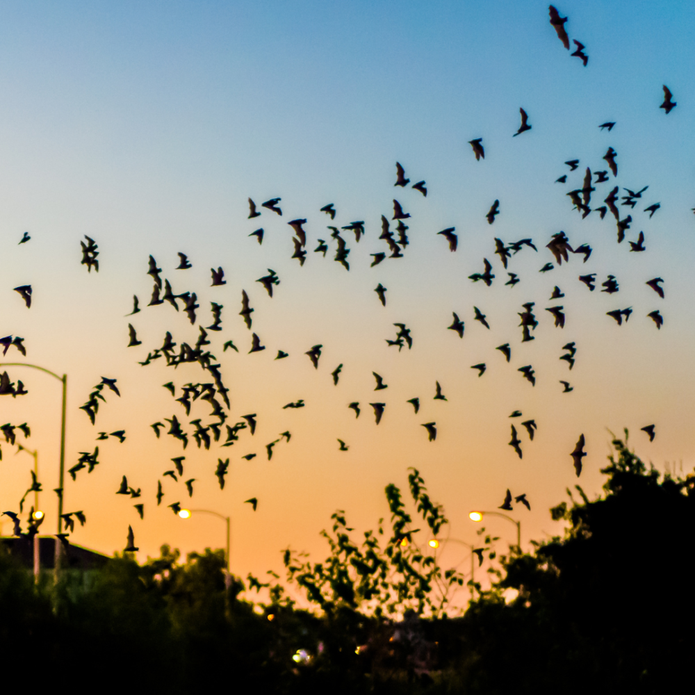 17 amazing nature facts about bats | Gulo in Nature