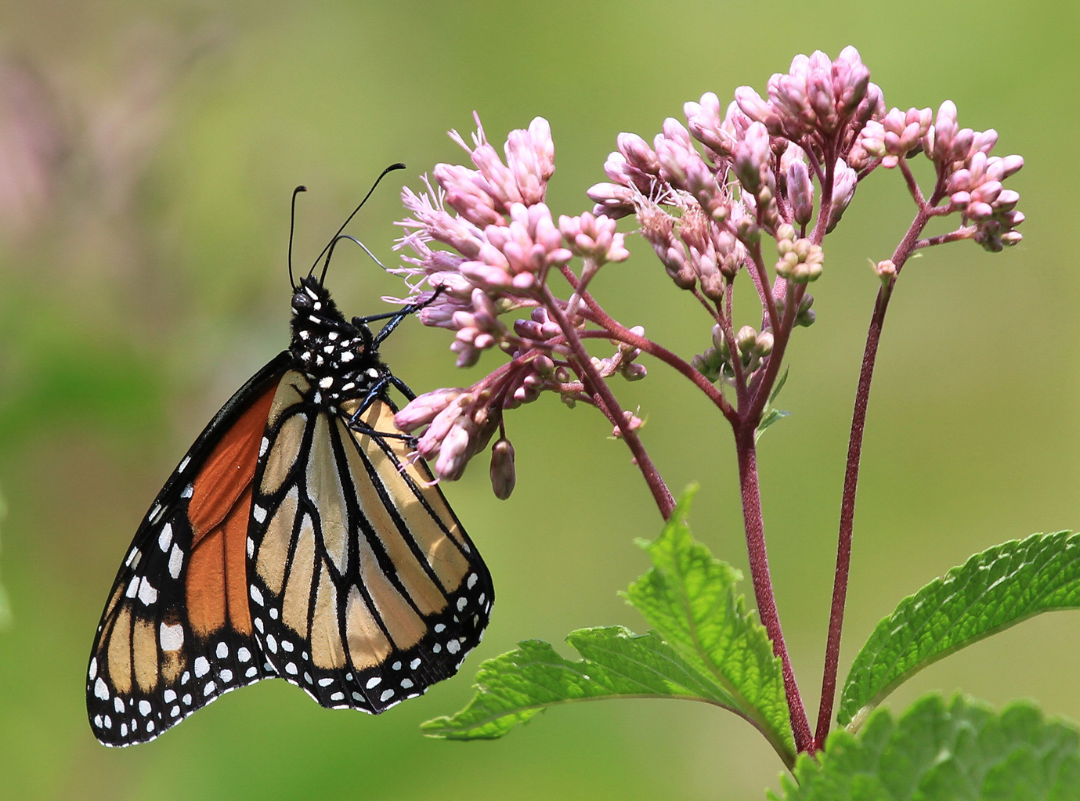 Butterfly bush: Is it actually good for butterflies? | Gulo in Nature