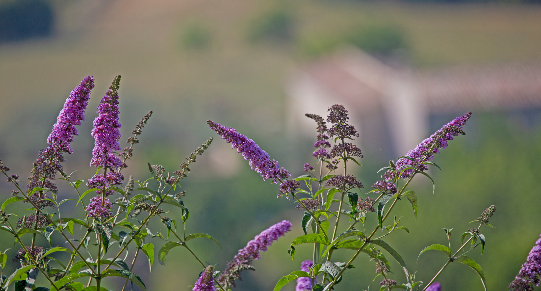 Butterfly bush: Is it actually good for butterflies? | Gulo in Nature