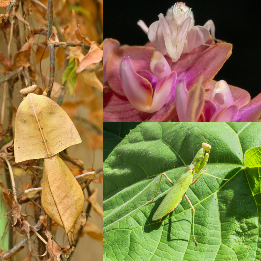 11 stunning examples of animal camouflage | Gulo in Nature