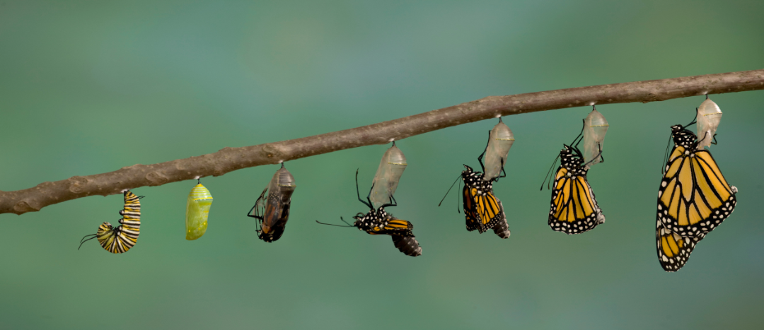 What is molting? | Gulo in Nature