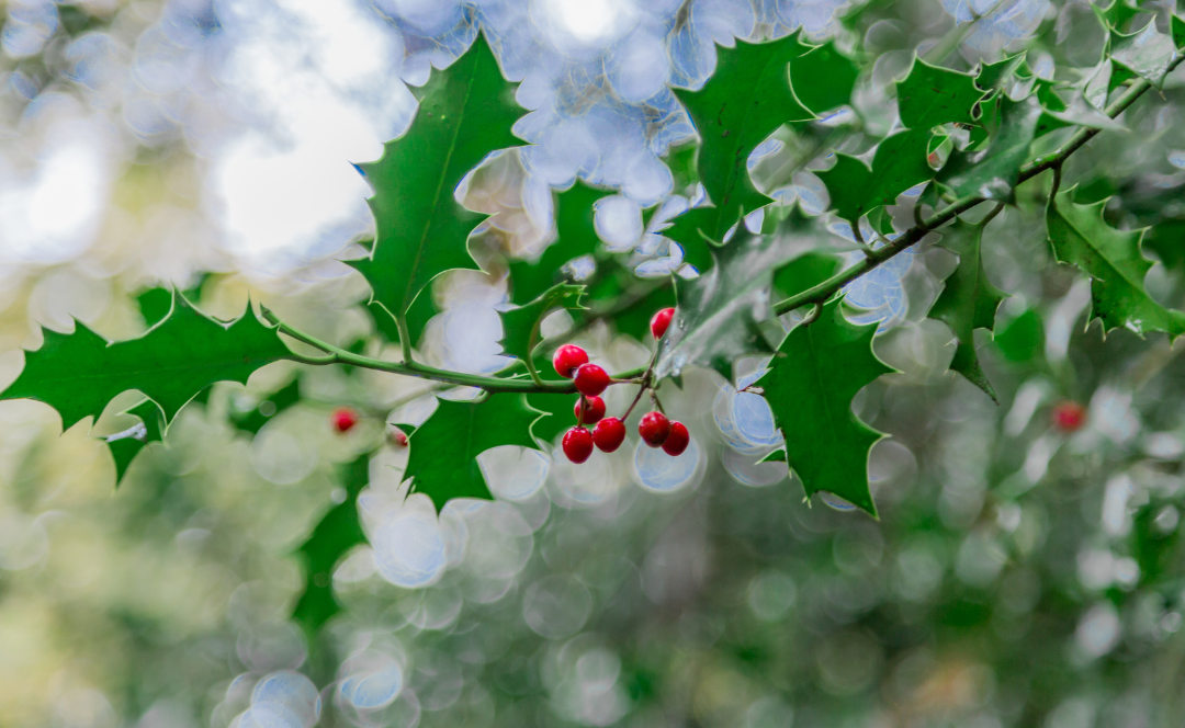 9 Plants that Stay Green in Winter | Gulo in Nature