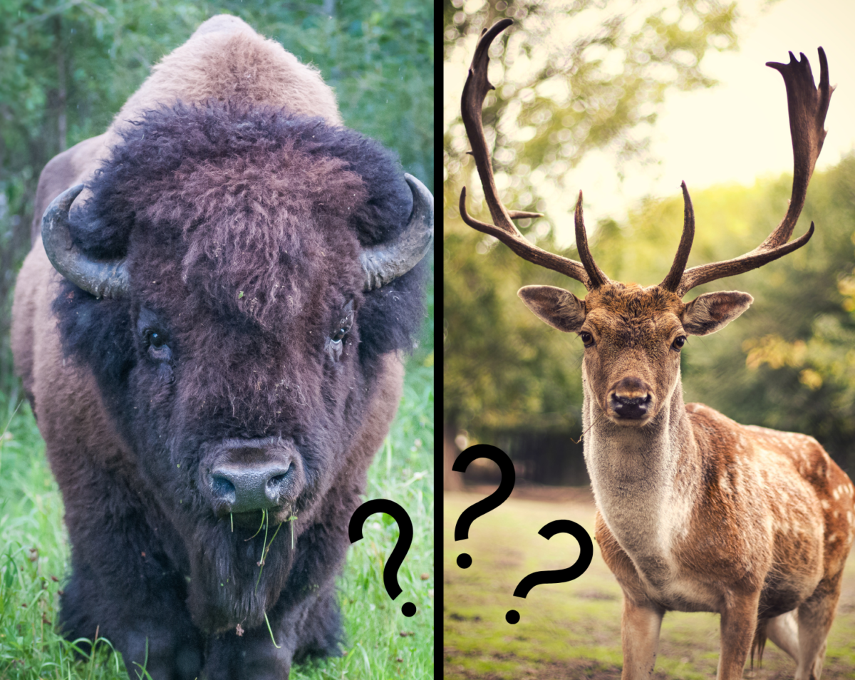 What’s the difference between horns vs. antlers? | Gulo in Nature