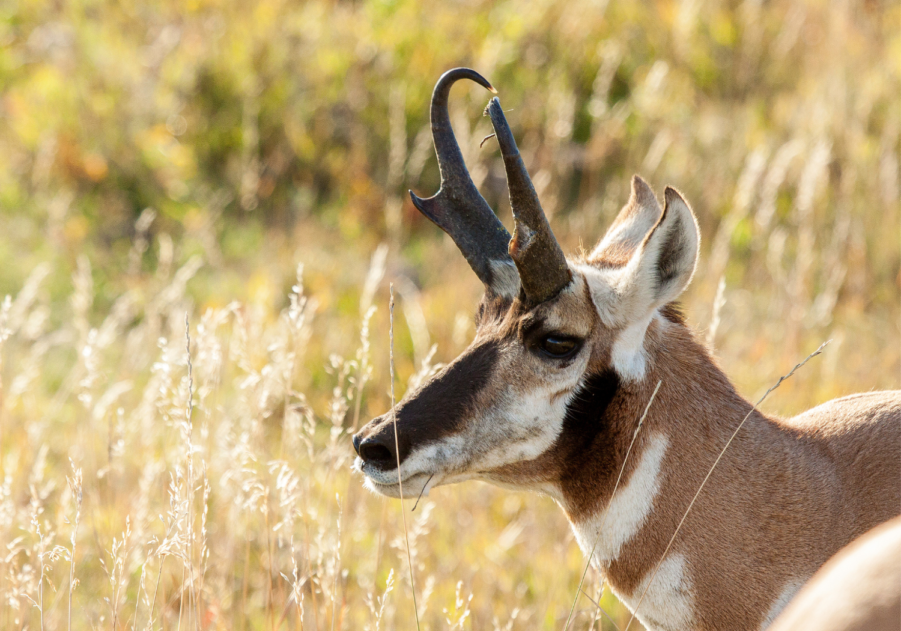 What’s the difference between horns vs. antlers? | Gulo in Nature