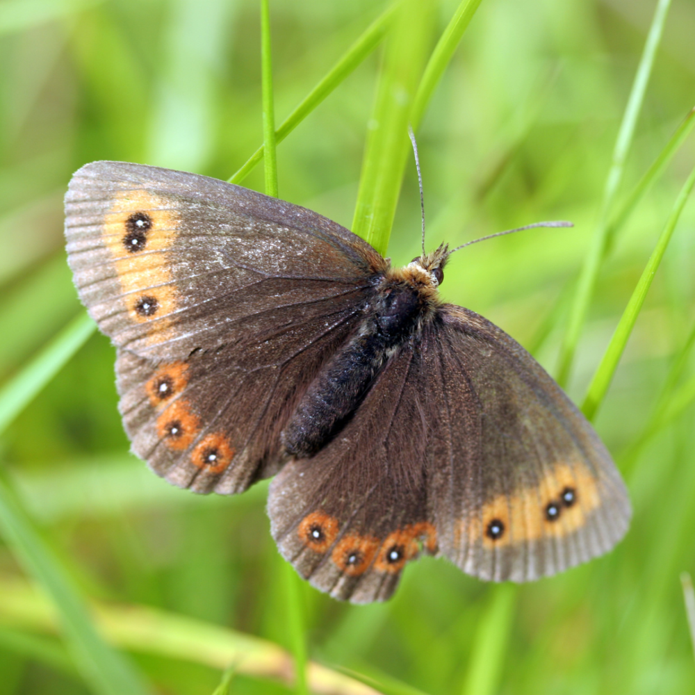 What is ecological disturbance? | Gulo in Nature