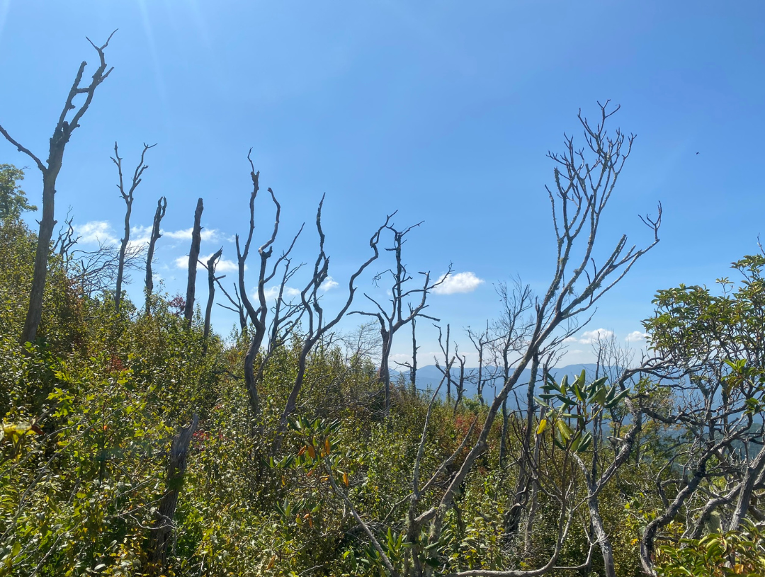 What is ecological disturbance? | Gulo in Nature