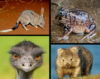 The 15 weirdest animals in Australia | Gulo in Nature