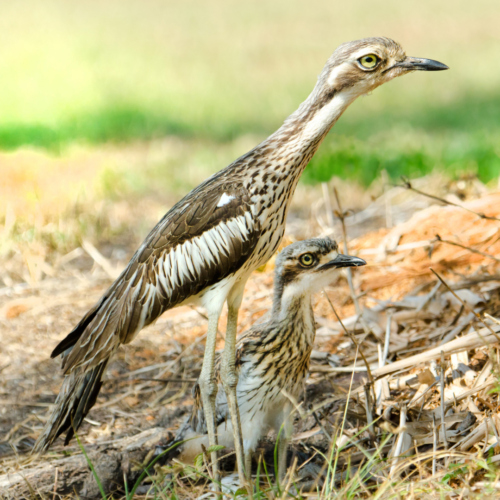 The 15 weirdest animals in Australia | Gulo in Nature