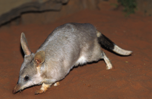 The 15 weirdest animals in Australia | Gulo in Nature